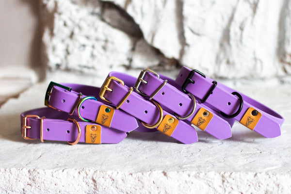 Purple Waterproof Dog Collar | N.G. Collars