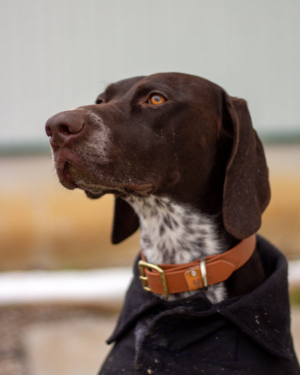 Tan Waterproof Dog Collar | N.G. Collars